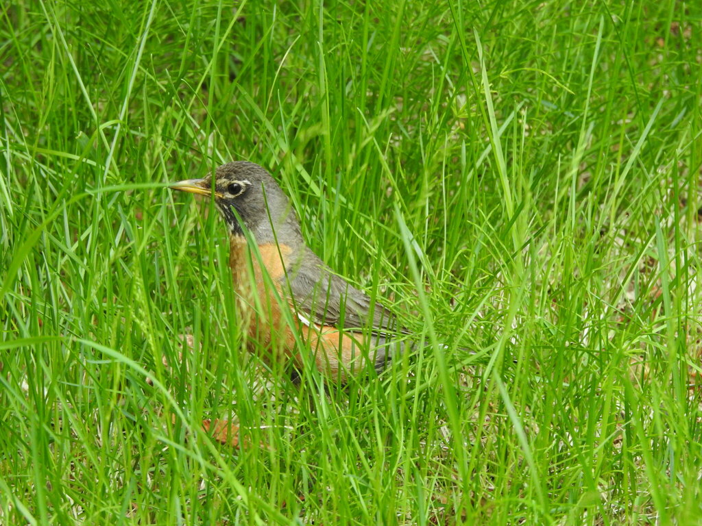 American Robin from Bethel, AK, USA on June 16, 2022 at 10:20 AM by ...