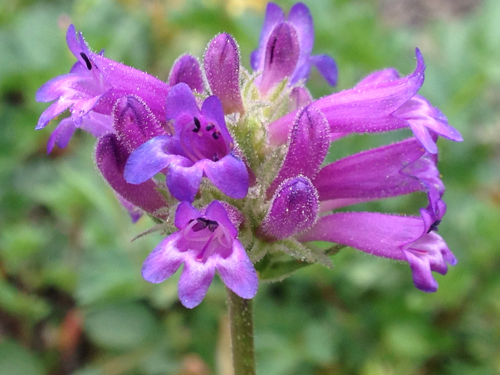 Sierra Penstemon (Penstemon heterodoxus) - Botanical Realm