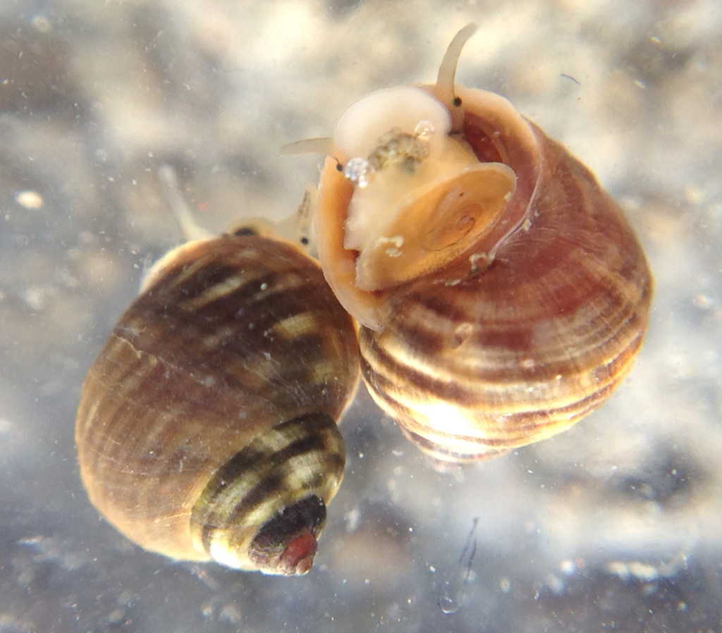 Rough Periwinkle (Intertidal species of NE Atlantic) · iNaturalist