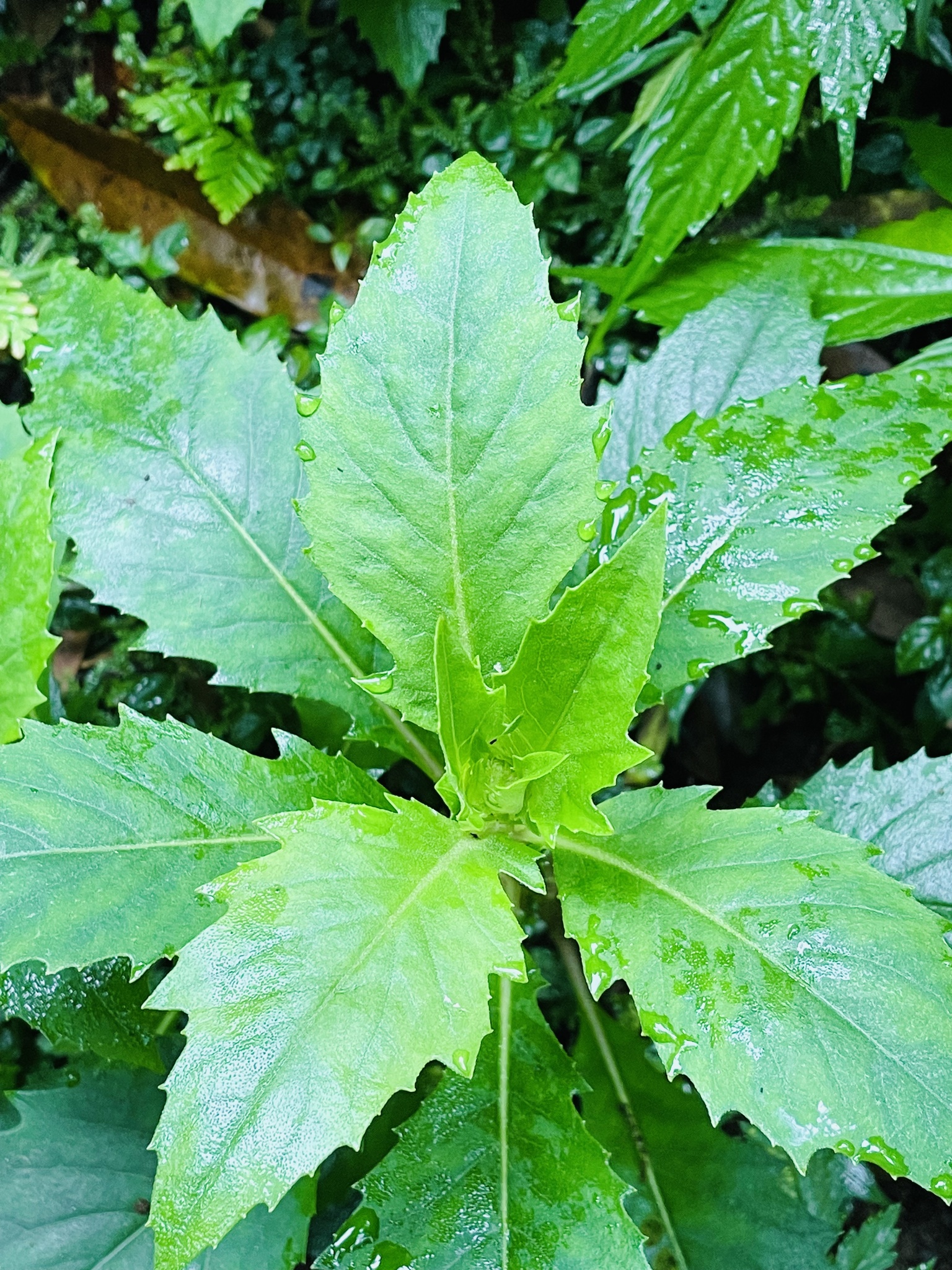 Gynura japonica (Thunb.) Juel