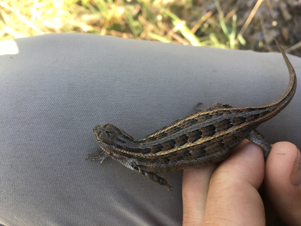 Slevin’s Bunch Grass Lizard in July 2018 by jrotzeke · iNaturalist