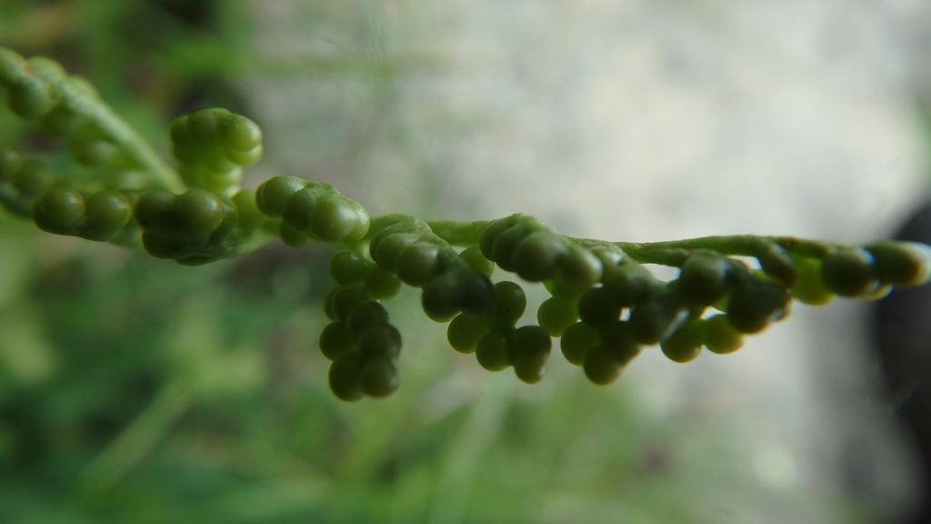 common moonwort (Botrychium lunaria) - Botanical Realm