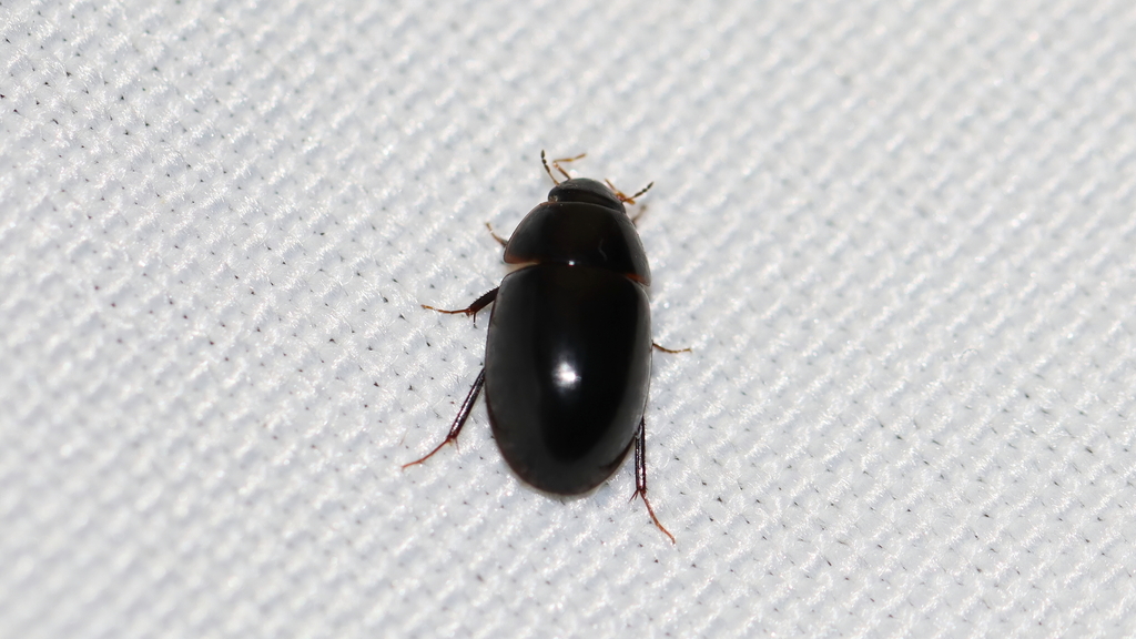 Enochrus from Wading River, NY, USA on June 13, 2022 at 10:17 PM by ...