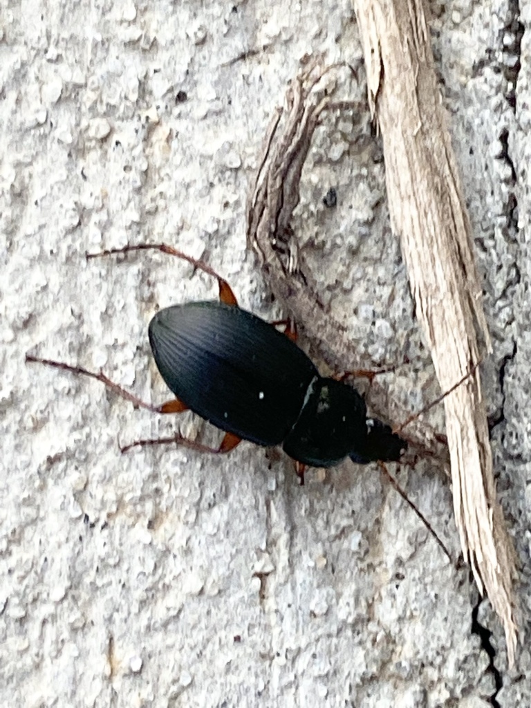 Woodland Ground Beetle from Wildwood Ct, Columbia, MD, US on June 17 ...