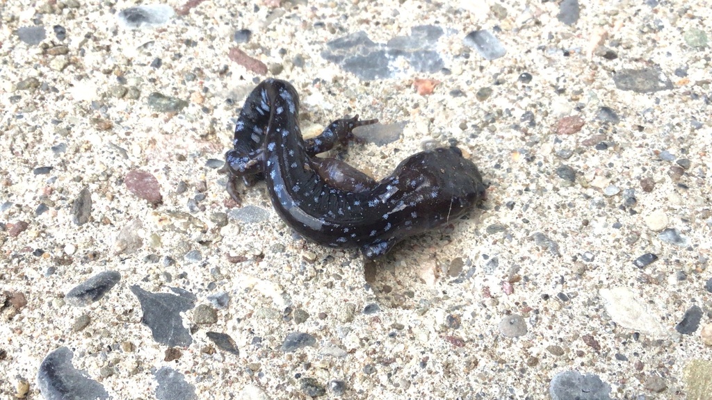 Blue-spotted Salamander in June 2022 by Zunite-Nature · iNaturalist
