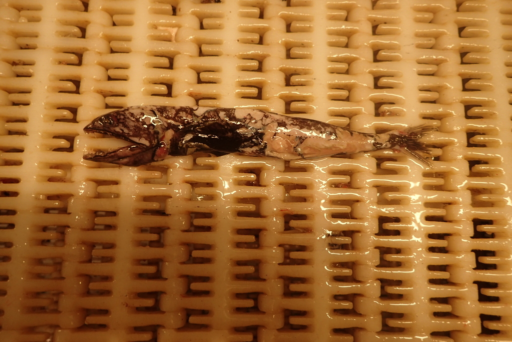 Black Swallower (Chiasmodon niger) - Marine Life Identification