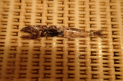 Genus Sigmops · iNaturalist