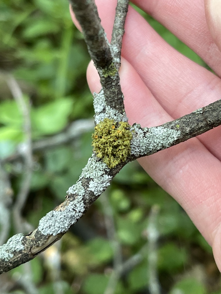Golden-eye Lichen from Routzong Rd, Greenville, OH, US on June 17, 2022 ...