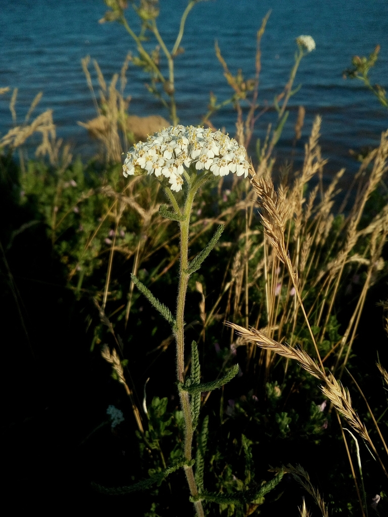 common yarrow from Dorset, England, GB on July 2, 2018 at 07:05 PM by ...