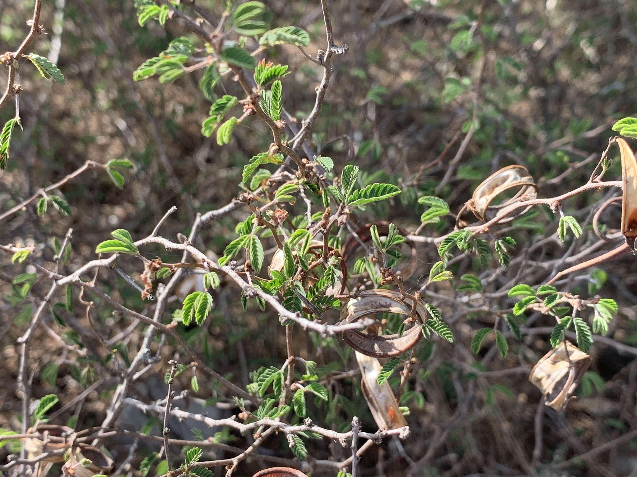 Calliandra conferta Benth.