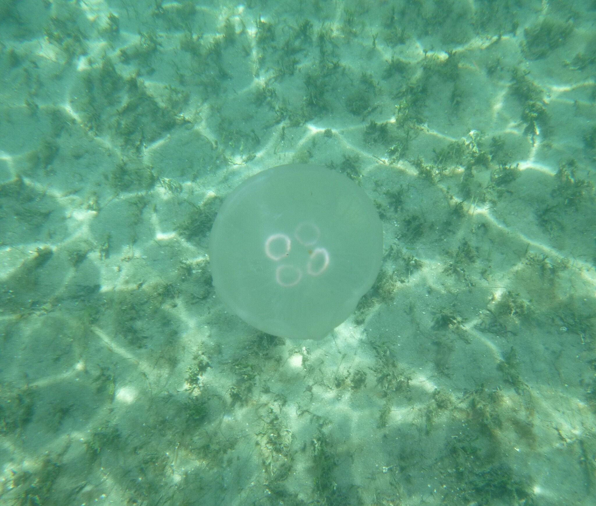 Aurelia marginalis Agassiz, 1862