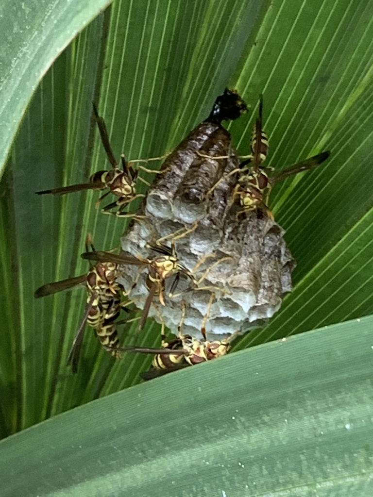 Guinea Paper Wasp from SH-35 N, West Columbia, TX, US on June 17, 2022 ...