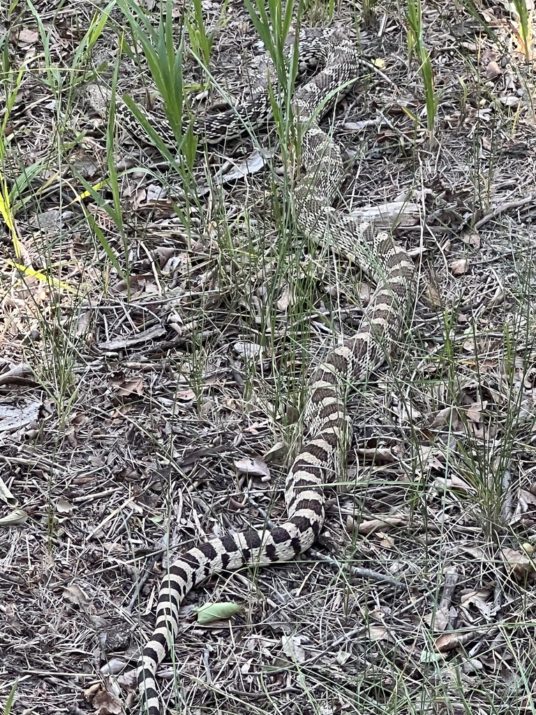 Bullsnake from Seneca, NE, US on June 17, 2022 at 08:11 PM by cinsyr ...