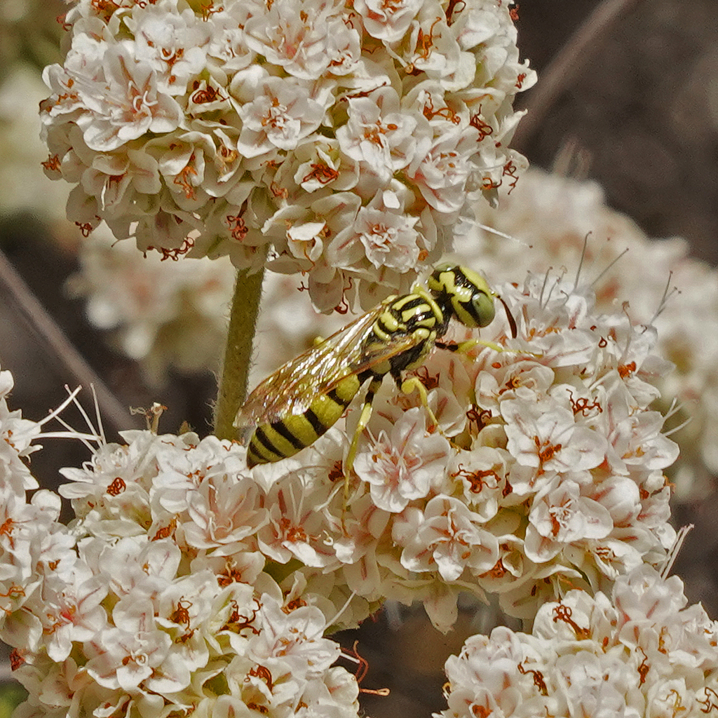 Beewolves from Featherly Regional Park, CA, USA on June 17, 2022 at 01: ...