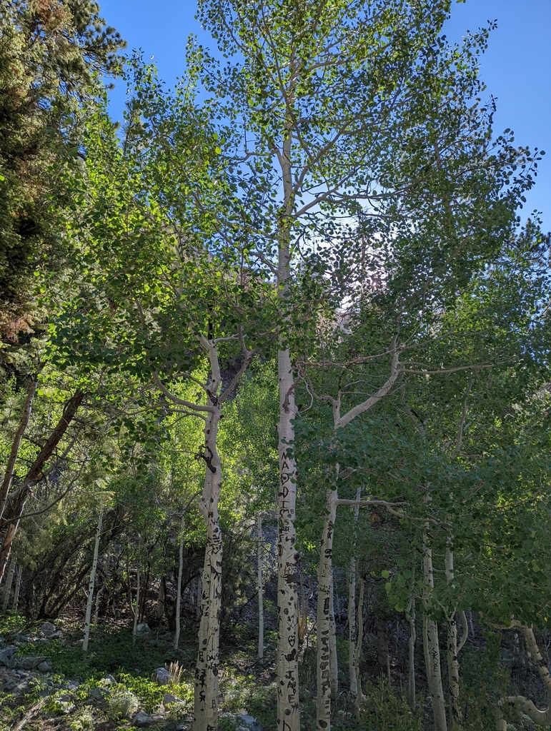 trembling aspen from Mt Charleston, NV 89124, USA on June 13, 2022 at ...