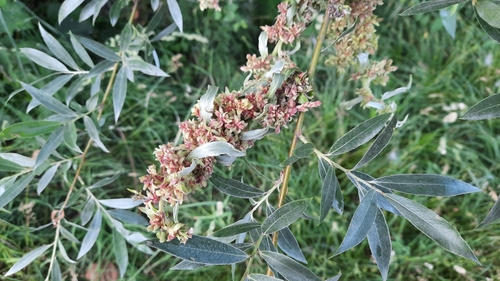 Aculus variabilis · iNaturalist