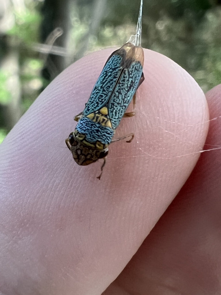 Broad-headed Sharpshooter from Austin, TX, US on June 17, 2022 at 09:03 ...