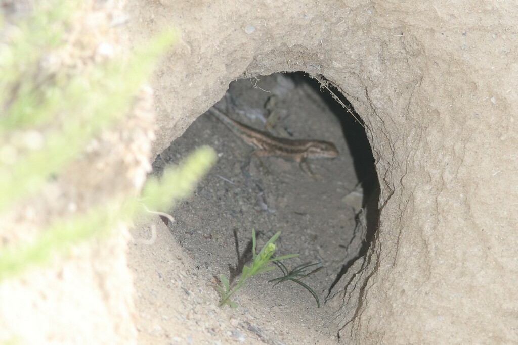 Common Sagebrush Lizard from Fremont County, WY, USA on June 12, 2022 ...