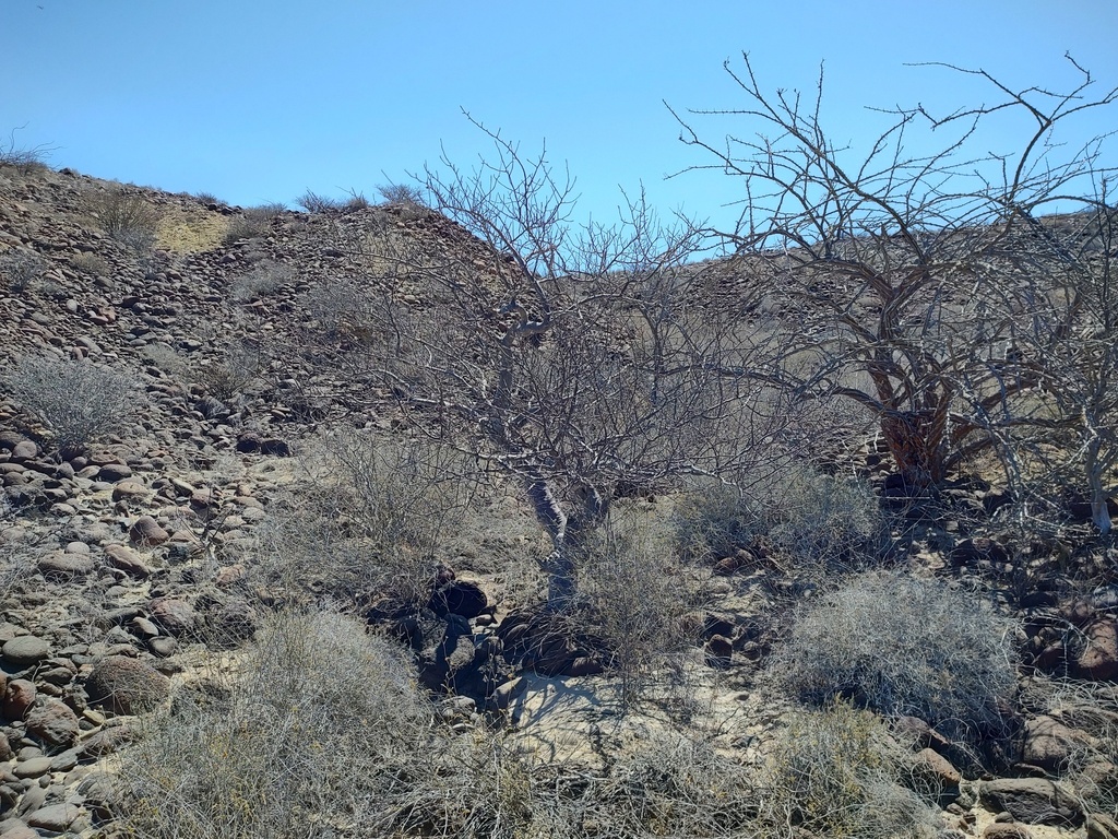 elephant tree from Mulegé, Baja California Sur, Mexico on June 04, 2022 ...