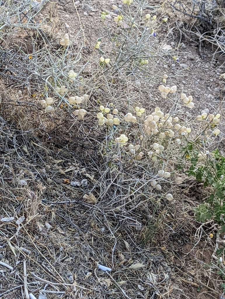 Paperbag Bush from Mountain Springs, NV 89161, USA on June 13, 2022 at ...