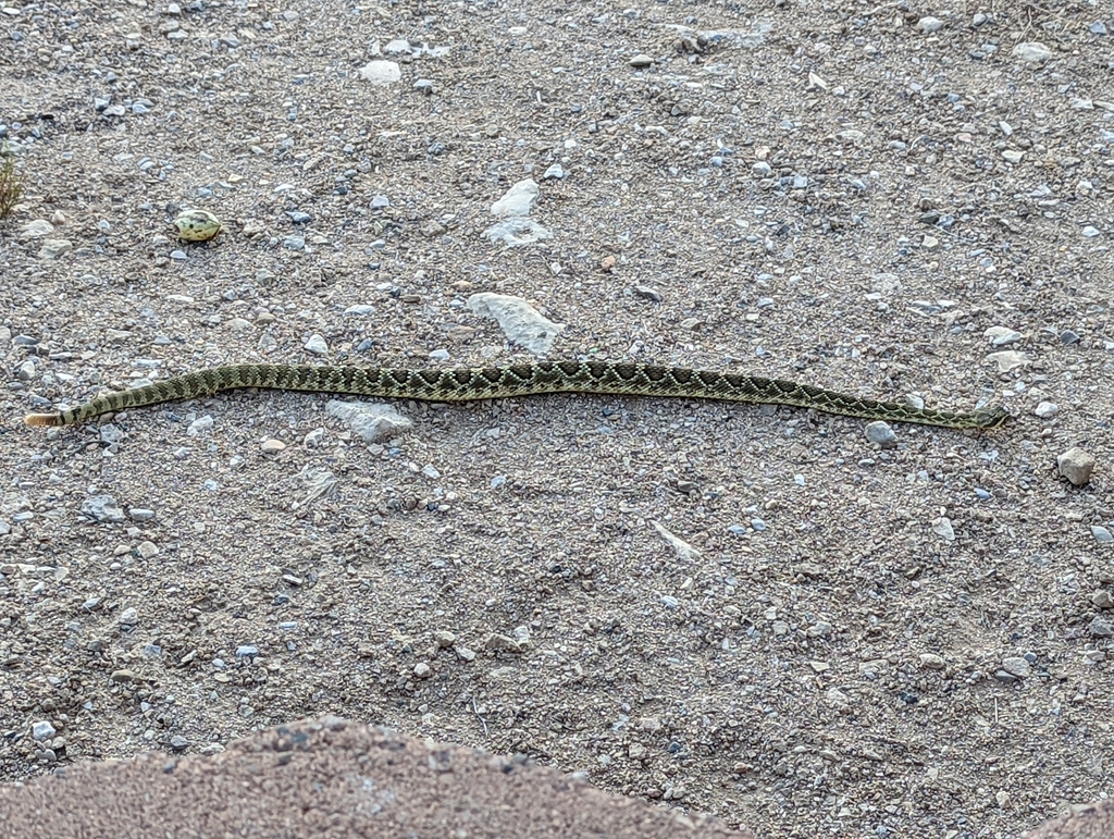 Mojave Rattlesnake from Mountain Springs, NV 89161, USA on June 13 ...