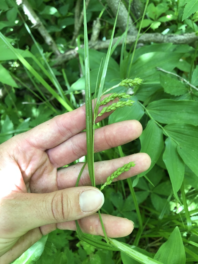 Davis' sedge from Pelee Island, Pelee, ON, CA on June 16, 2022 at 12:54 ...