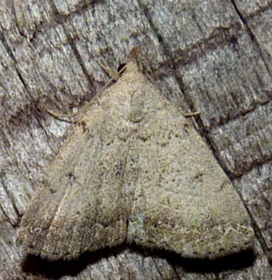 Fan-foot Moths from Wildwood, AL 36278, USA on June 17, 2022 at 08:20 ...