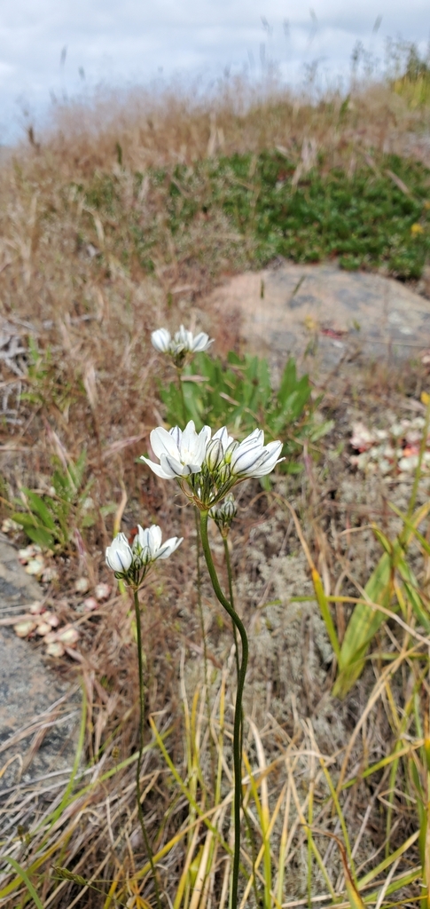 white brodiaea from Lummi Island, WA 98262, USA on June 17, 2022 at 10: ...