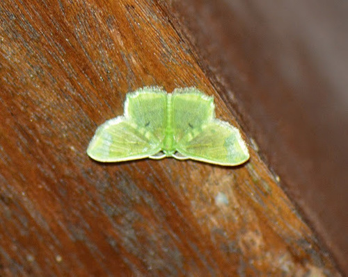 Hydata alada · iNaturalist