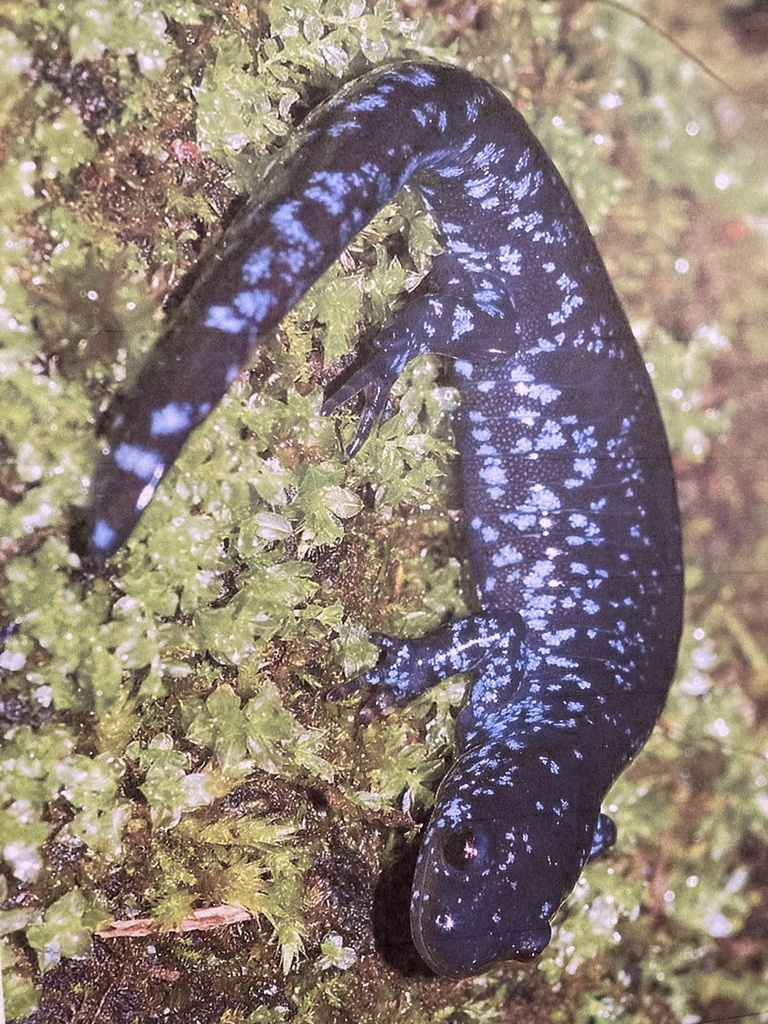 Blue-spotted Salamander from Camp Lake Rd, Salem, WI, US on June 17 ...