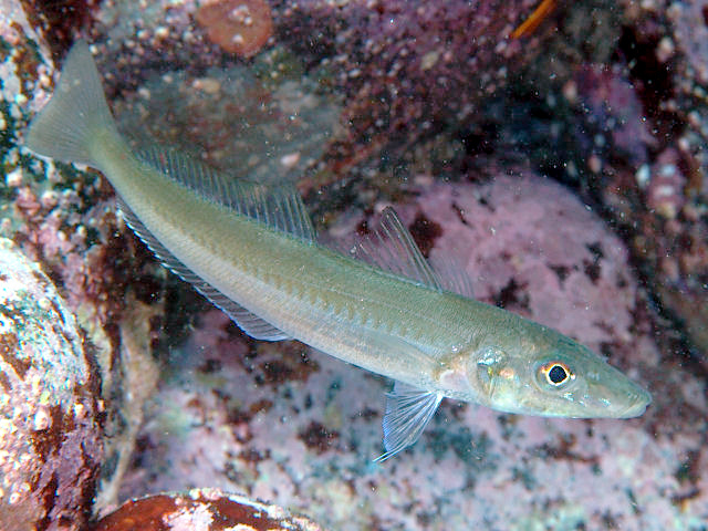 Japanese Whiting (Sillago japonica) - Marine Life Identification