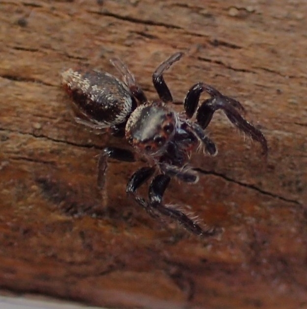 Cyclops Jumping Spider from Tasman, New Zealand on February 19, 2019 at ...