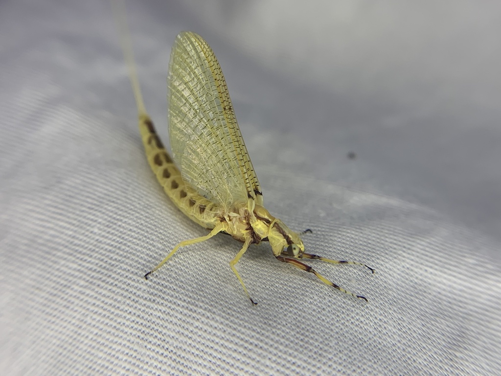 Giant Mayfly in June 2022 by Shannon @DirtNKids · iNaturalist