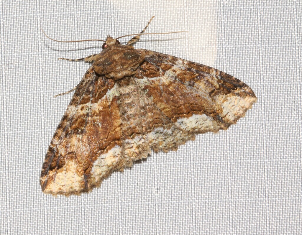 Colorful Zale Moth from Chemin riv Grand Pabos Ouest marécage A Le ...