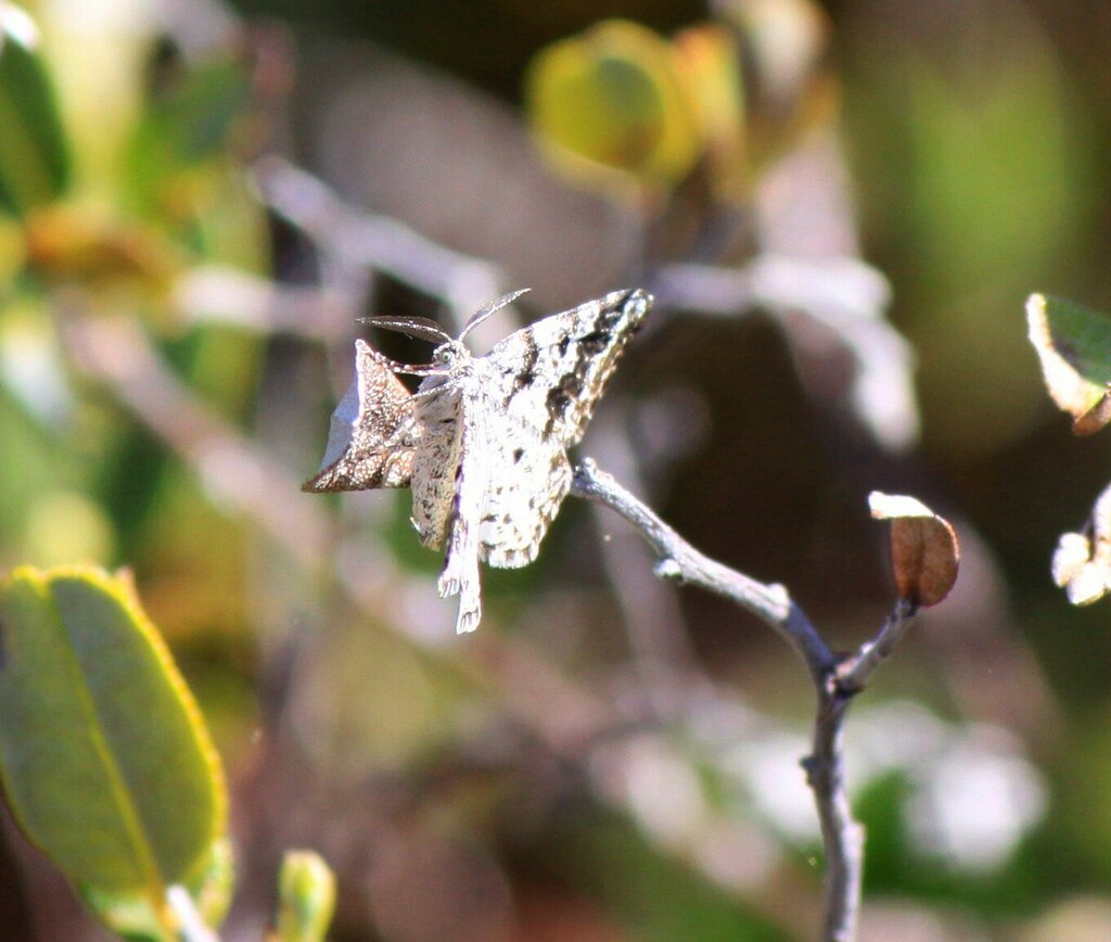 Powder Moth from Mal-Bay (tourbiere) Percé, QC, Canada on June 16, 2022 ...