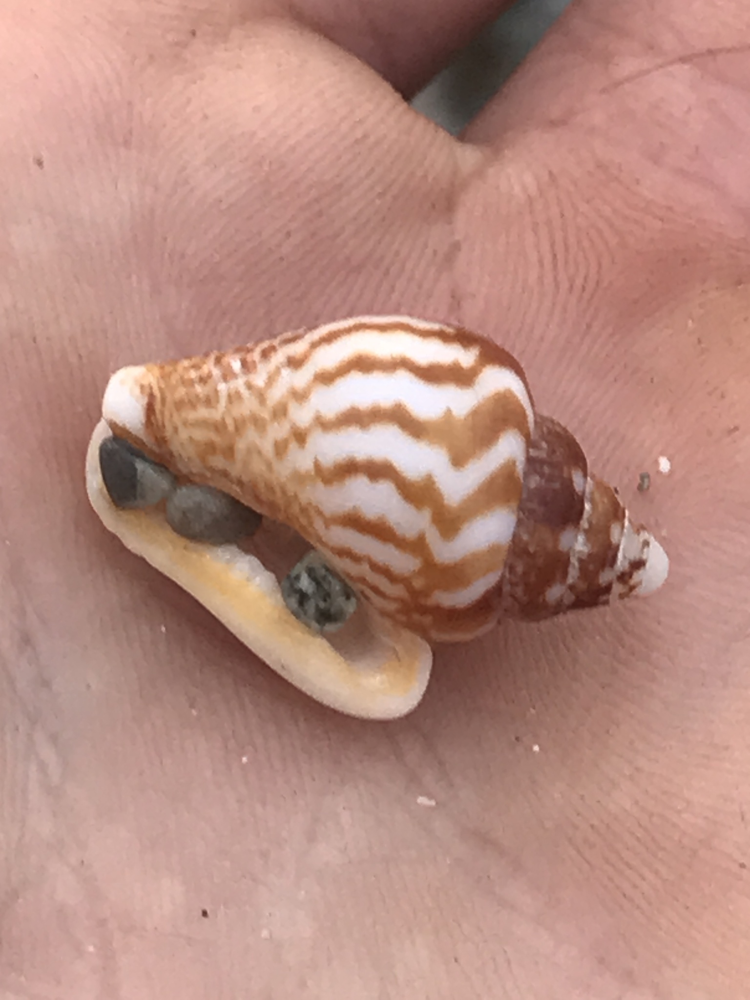 Columbella strombiformis Lamarck, 1822