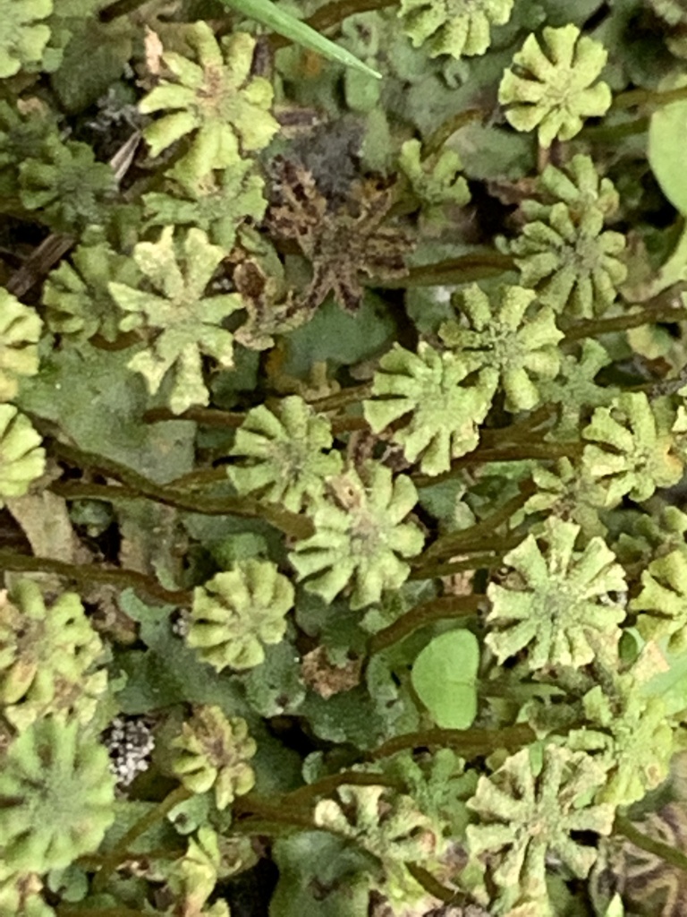 Marchantia emarginata from 瑞光路, 內湖區, TW on June 14, 2022 at 04:23 PM by ...