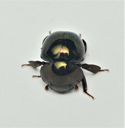 Shining Ball Scarab Beetle (Ceratocanthus aeneus) · iNaturalist