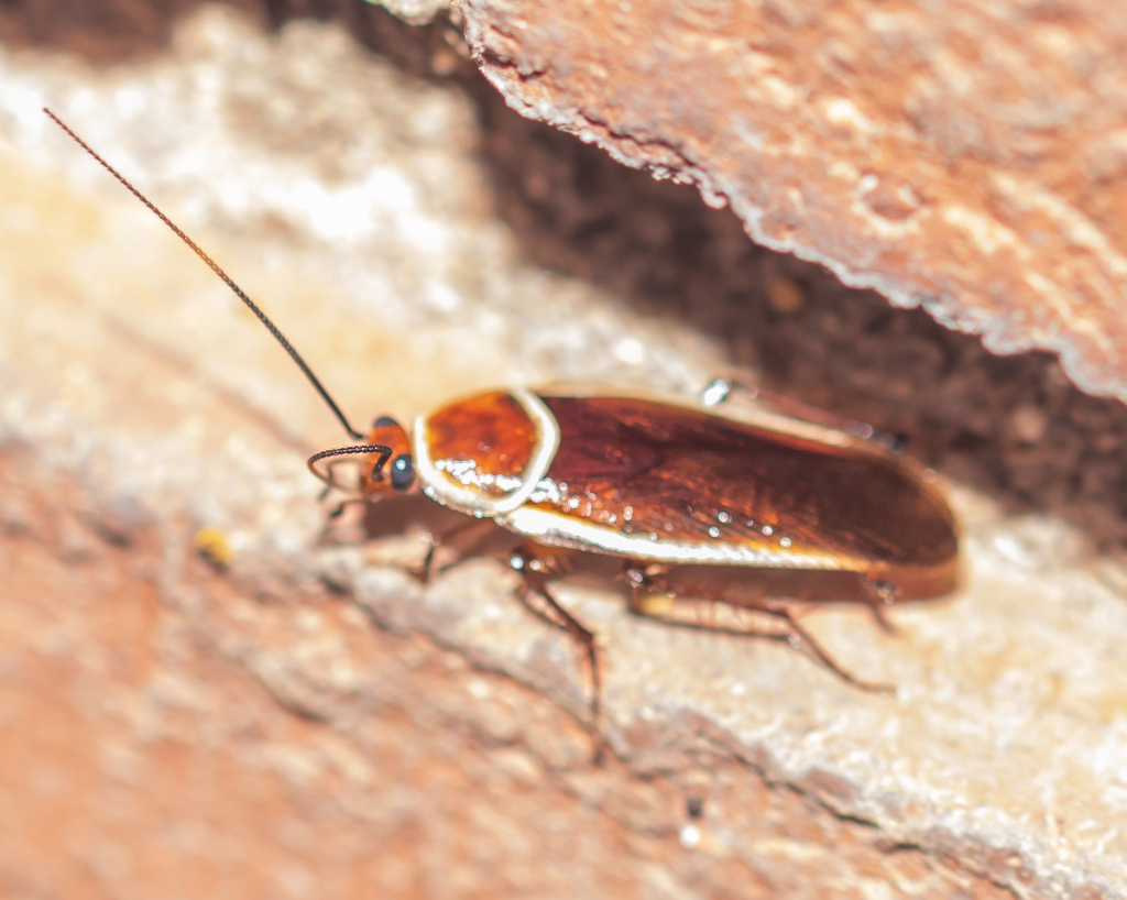 Pale-bordered Field Cockroach from Rankin County, MS, USA on June 17 ...