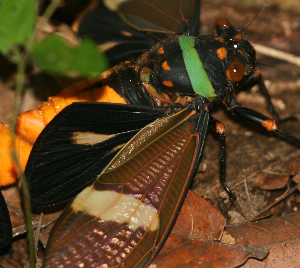 Tosena fasciata from Southeast Aceh, Aceh 24652, Indonesia on February ...