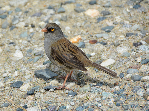 Volcano Junco (Junco vulcani) - Avian Discovery