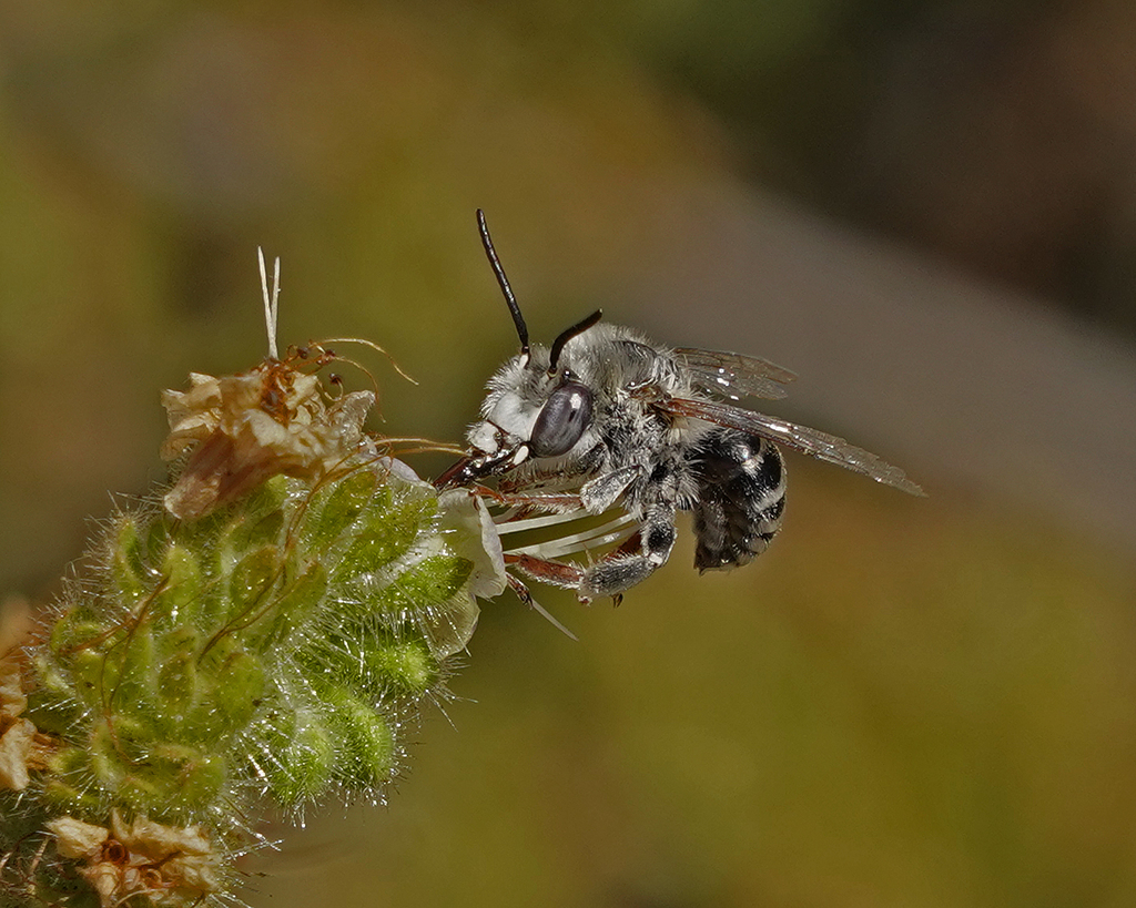 Urbane Digger Bee from Featherly Regional Park, CA, USA on June 17 ...