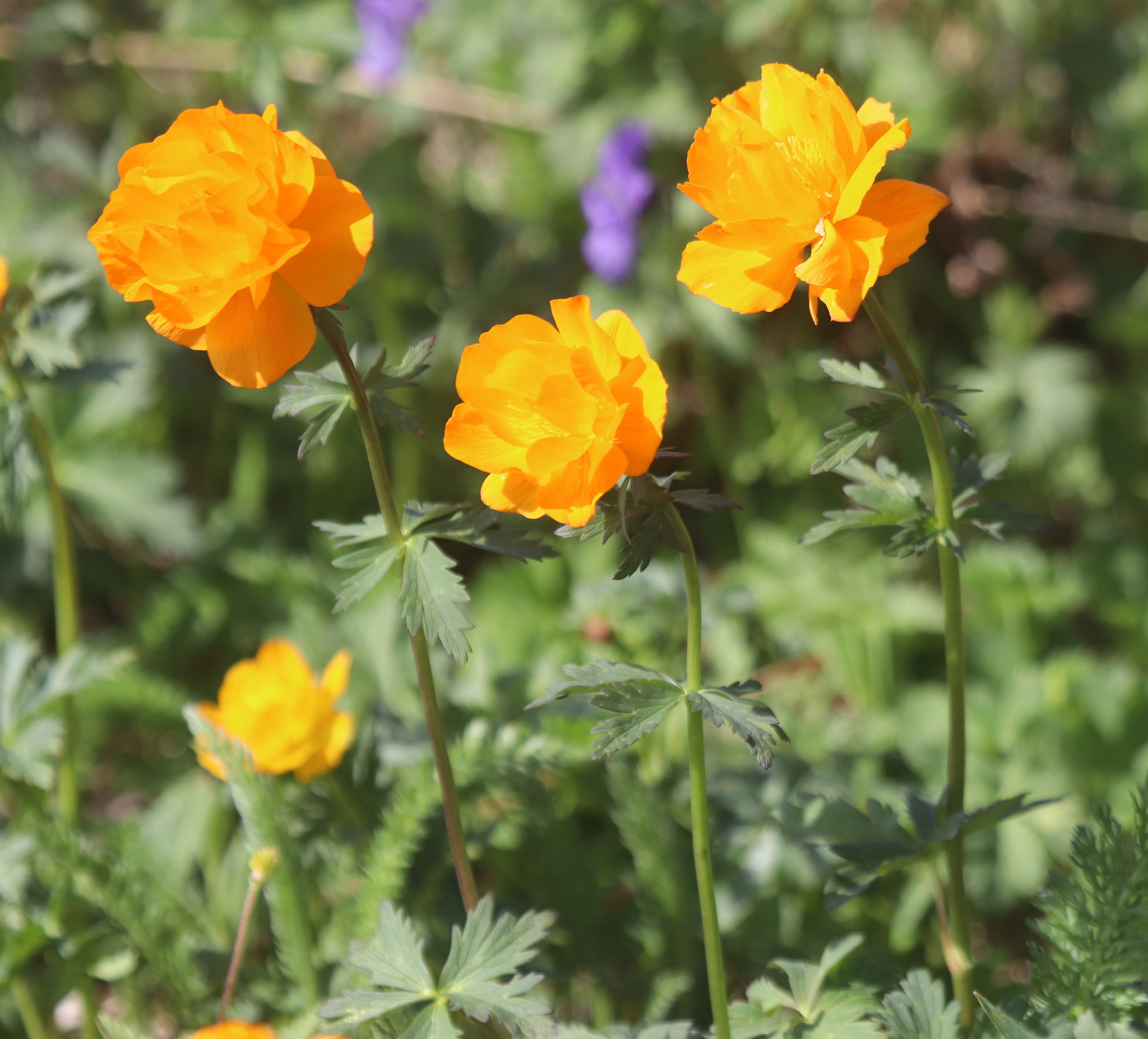 Trollius altaicus C.A.Mey.