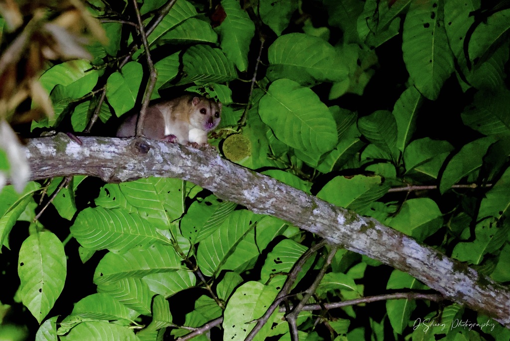 Southern Common Cuscus from Portland Rd, Lockhart QLD 4892, Australia ...