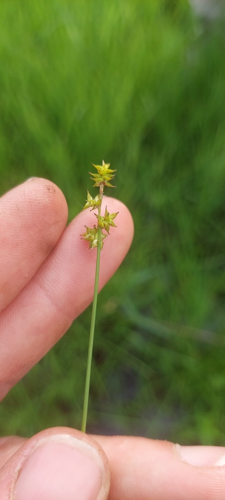 inland sedge in May 2022 by Derek Ziomber. On a hummock in a calcareous ...
