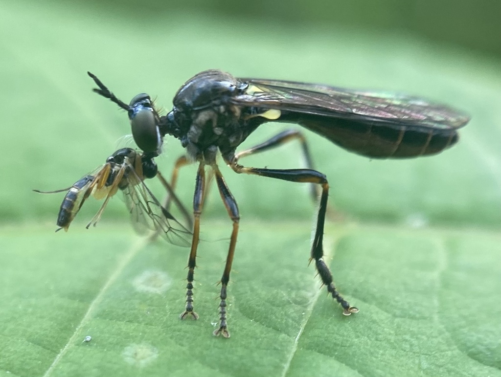Stripe-legged Robber Fly from Cuyahoga Valley National Park, Valley ...
