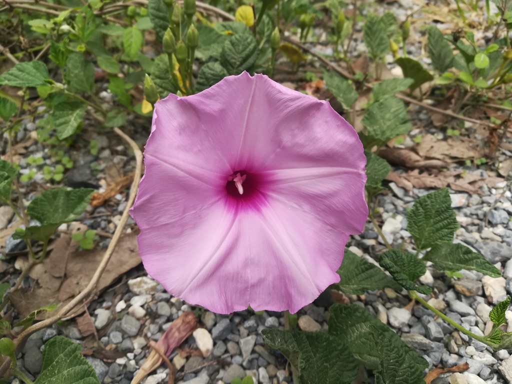 High John the Conquerer (Ipomoea jalapa) - Botanical Realm