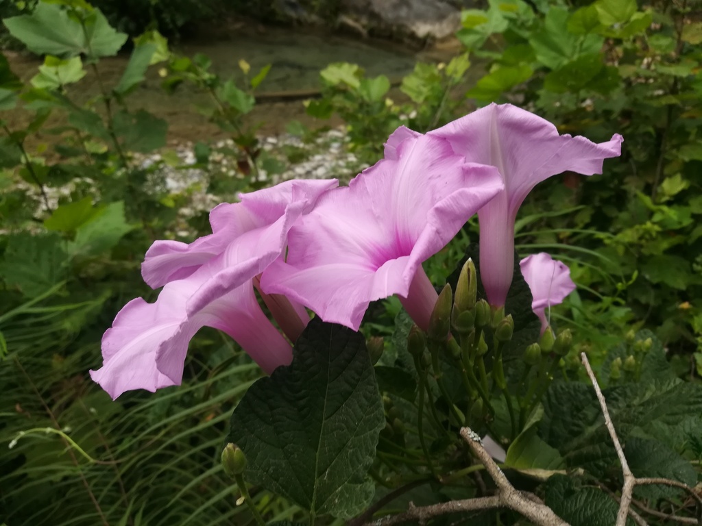 High John the Conquerer (Ipomoea jalapa) - Botanical Realm