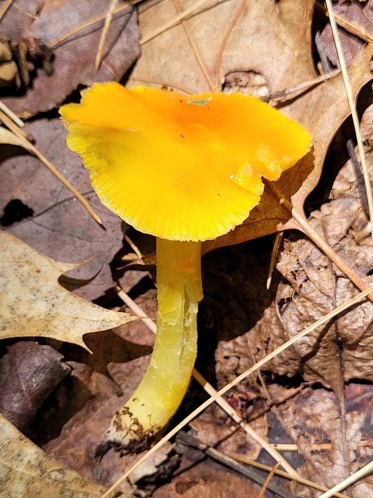 Golden Waxy Cap from Ellenville, NY, USA on June 17, 2022 at 12:44 PM ...