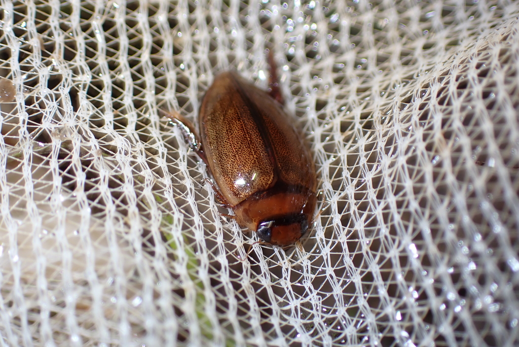 Hydaticus rhantoides in March 2022 by Yui Hong Chiu · iNaturalist